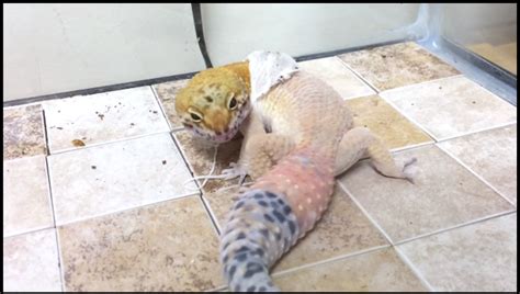 Watching This Lizard Shed Its Skin Is Oddly Satisfying Rtm