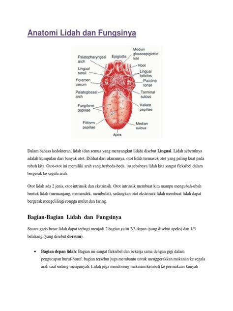 Anatomi Lidah Dan Fungsinya Pdf