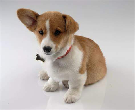 Gizmo Tattoo Album On Imgur