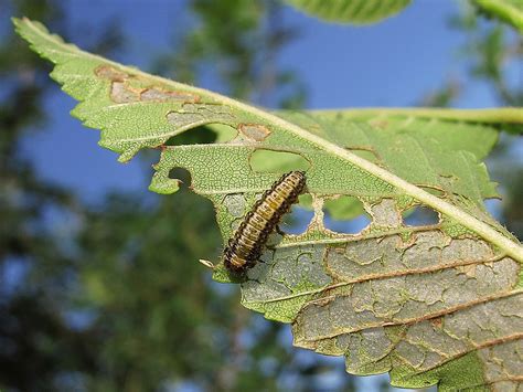 21 Bugs That Look Like Centipedes But They Arent