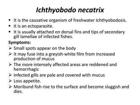 Life Cycle Of Protozoan Parasite Ppt