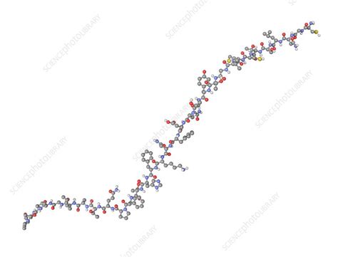 Calcitonin Hormone Molecule Stock Image C003 3130 Science Photo Library