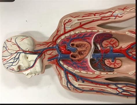 Solved Please Label All Blood Vessels