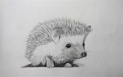 44 Besten Igel Bilder Auf Pinterest Hedgehog Art Friends Und Stickerei