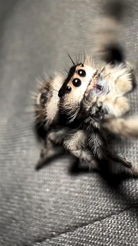 Jumping Spiders