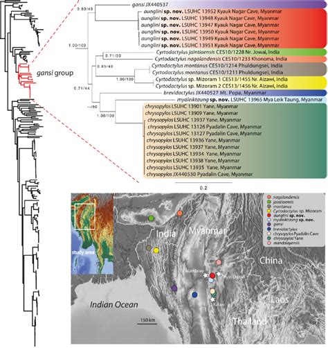 Maximum Likelihood Consensus Tree Topology Of The Cyrtodactylus Gansi