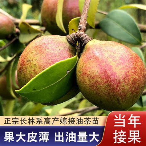 广西大果油茶苗批发 大果红花油茶苗批发 广西大果红花油茶苗 第2页 大山谷图库