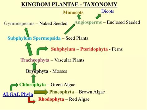 Ppt Kingdom Plantae Taxonomy Powerpoint Presentation Free Download