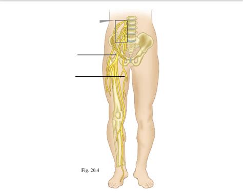 Nerves Of Lumbar Plexus Anterior Diagram Quizlet