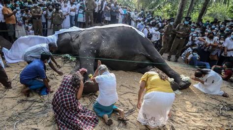 Murió Raja El Elefante Sagrado De Sri Lanka Que Tenía Hasta Su Propia