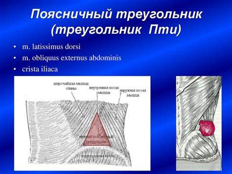 Мышцы фасции и топография туловища в функциональном и клиническом
