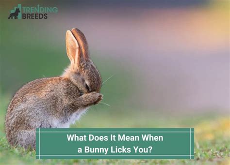 What Does It Mean When A Bunny Licks You And Why They Do It 2024
