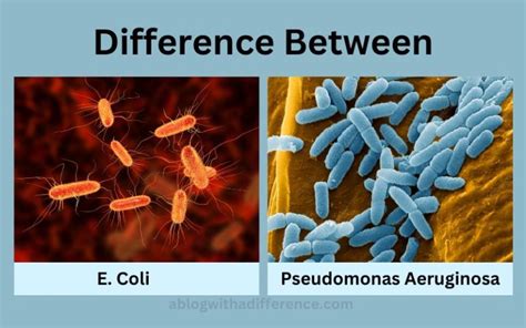 E Coli And Pseudomonas Aeruginosa The Best 5 Difference