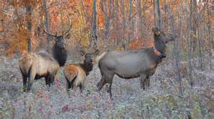 Wisconsin Elk Herds Continue To Grow Central Hunt Possible In 2024