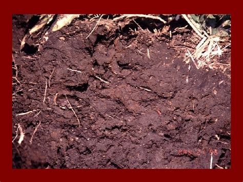 Redoximorphic Features Redoximorphic Features For Identifying Aquic Conditions