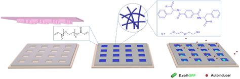 Figure 1 From Isolated Reporter Bacteria In Supramolecular Hydrogel Microwell Arrays Semantic