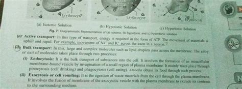 Fig 7 Diagrammatic Representation Of A Isotonic B Hypotonic And C