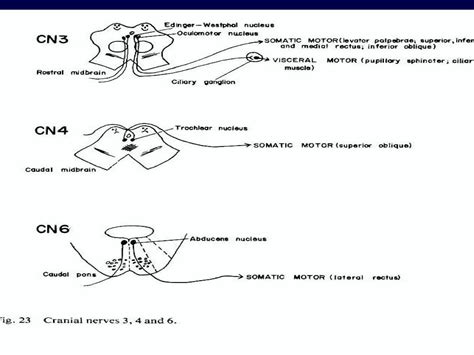 Brainstem Pathway Ppt