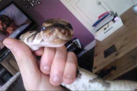 Ball Python Ri Pictures Reptile Forums