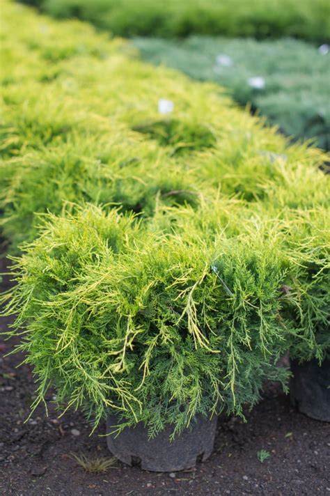 Juniper Old Gold For Sale In Boulder Colorado