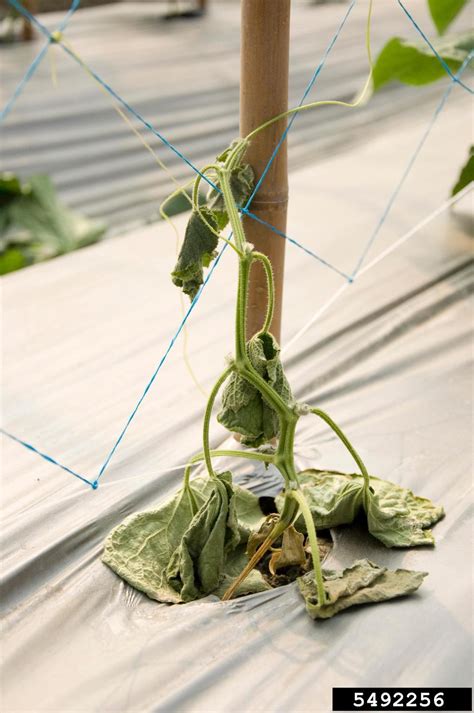 Pythium Diseases Genus Pythium Pringsh