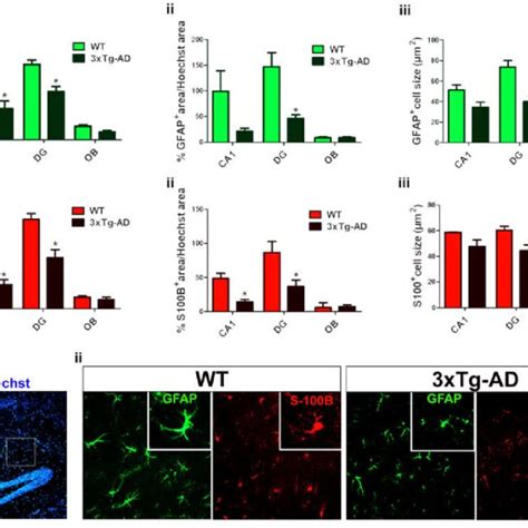 Quantitative Analyses Of The Astrocyte Population According To The