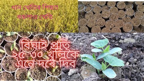 ধান খেতিৰ পিছতে ৰঙলাও খেতি আৰম্ভ Ii Mrrbg83 Youtube