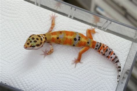 Bdb Reptile 레오파드게코 블랙나이트 블러드만다린포스팅 네이버 블로그