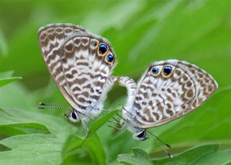 Cassius Blue Alabama Butterfly Atlas