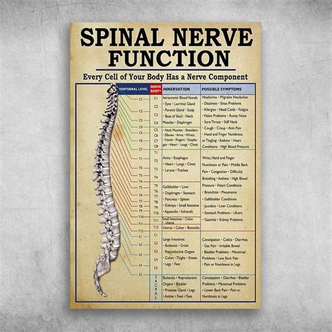 Spinal Nerve Function Every Cell Of Your Body Has A Nerve Componet