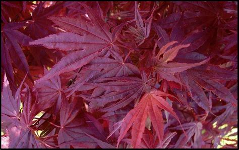 Pixie Jap Maple 7 Gal Lichtenfelts