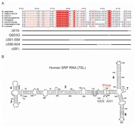 Fig S12 Design Of Srp Variants A Sequence Alignment Of Srp72