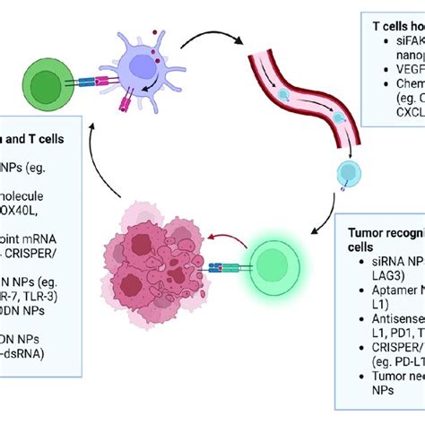 Immune Modulatory Nucleic Acid Nanoparticles In The Cancer Immunity