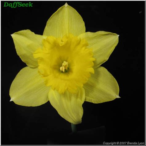 Vintage Daffodil Carlton 1927
