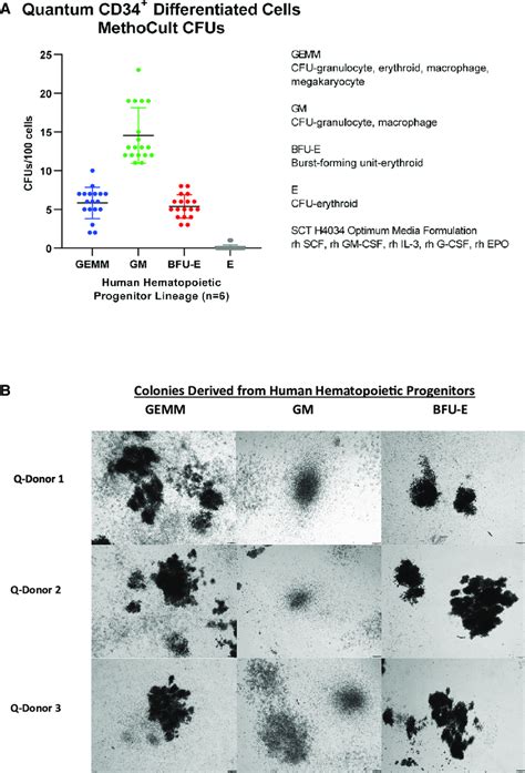 Methocult Assay Of CB Derived Human CD34 Cells A Differentiated