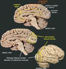 Cerebral Cortex Flashcards Cram