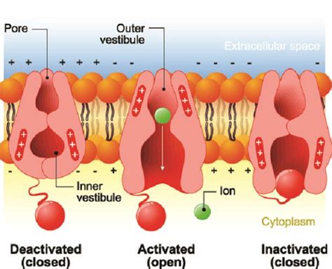 Action Potential The Definitive Guide Biology Dictionary