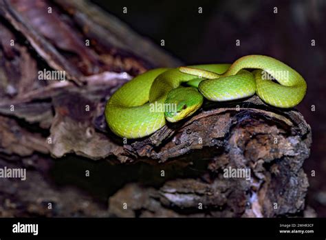 Indonesian Pit Viper Trimeresurus Insularis From Komodo Island