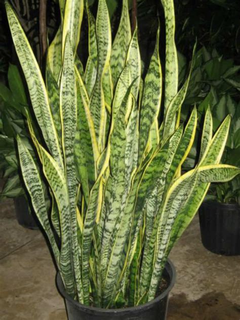 Mother In Law Tongue Plant Care Plant Ideas