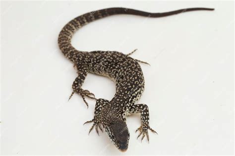Premium Photo The Spotted Tree Monitor Lizard Varanus Similis