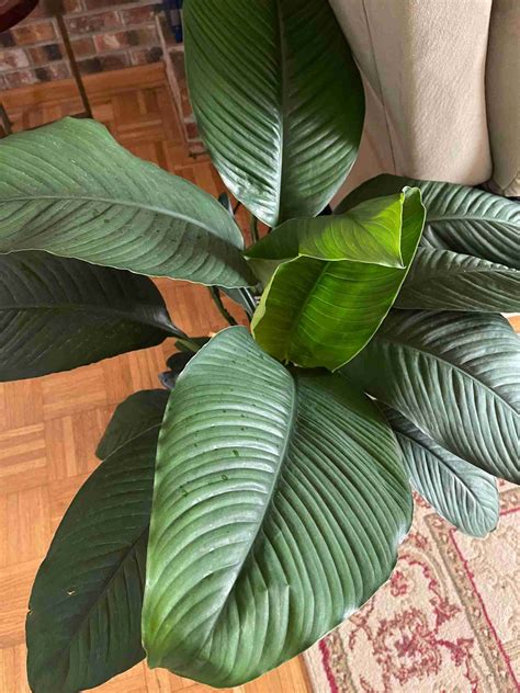 Peace Lily Varieties 10 Variegated Peace Lily Varieties Dvve