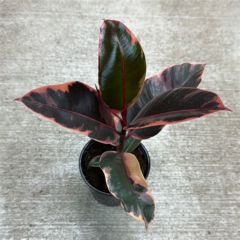Ficus Decora Ruby 4 Kent East Hill Nursery