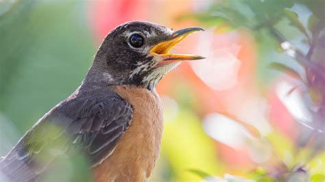 American Robin Top Most Interesting Facts
