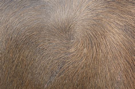 Free Picture Buffalo Grass Texture
