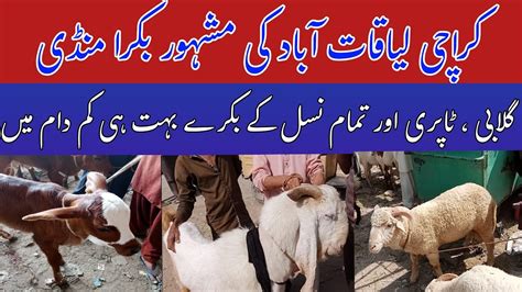Lalukhet Bakra Mandi Latest Update2023goat Farmingbakra Mandi 2023