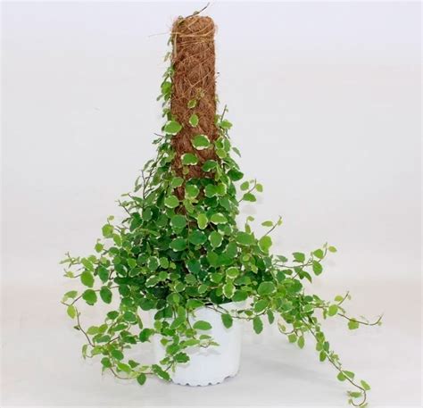 Фикус карликовый уход в домашних условиях пересадка и размножение