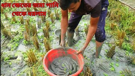 হাওড় এ ধান কাটার পর জমা পানি সেচে ডিম ওয়লা কৈ শিং টাকি ও অনেক ছোট বড়