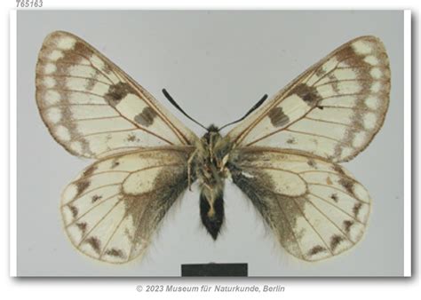 Parnassius B Boedromius Type Specimens
