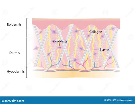 Intact Collagen Elastin Fibers And Fibroblasts With Skin Layer Vector Illustration Isolated On
