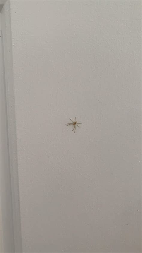 Northern Yellow Sac Spider Northern Uk Rspiders